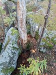 I wanna be as strong like that stone and tree… – strongerwellnessjourney